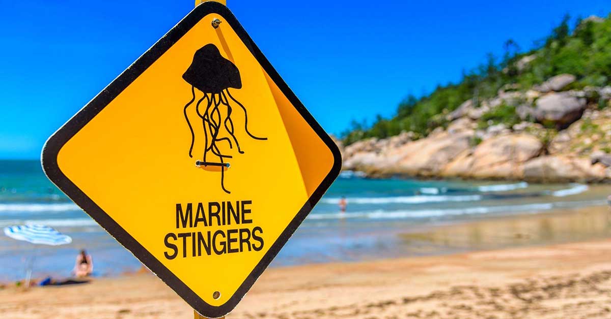 Stinger Season in North Queensland. What you really need to know